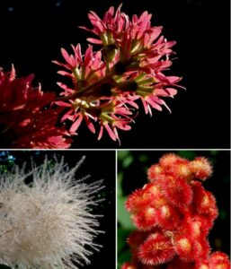 Botanical Fireworks - Arnold Arboretum