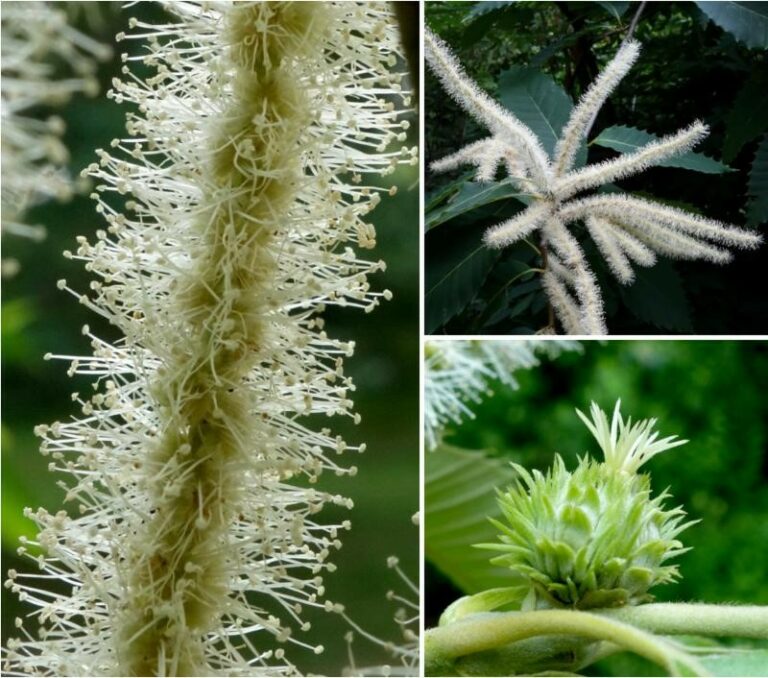 Chestnuts in Flower - Arnold Arboretum