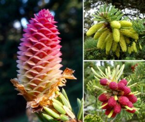 Colorful Conifer Cones - Arnold Arboretum