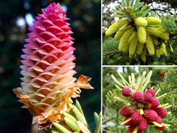 Colorful Conifer Cones - Arnold Arboretum | Arnold Arboretum