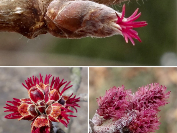 Early Spring Flowering Is Red - Arnold Arboretum | Arnold Arboretum