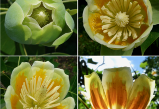 Family Reunion of Tulip Trees - Arnold Arboretum | Arnold Arboretum