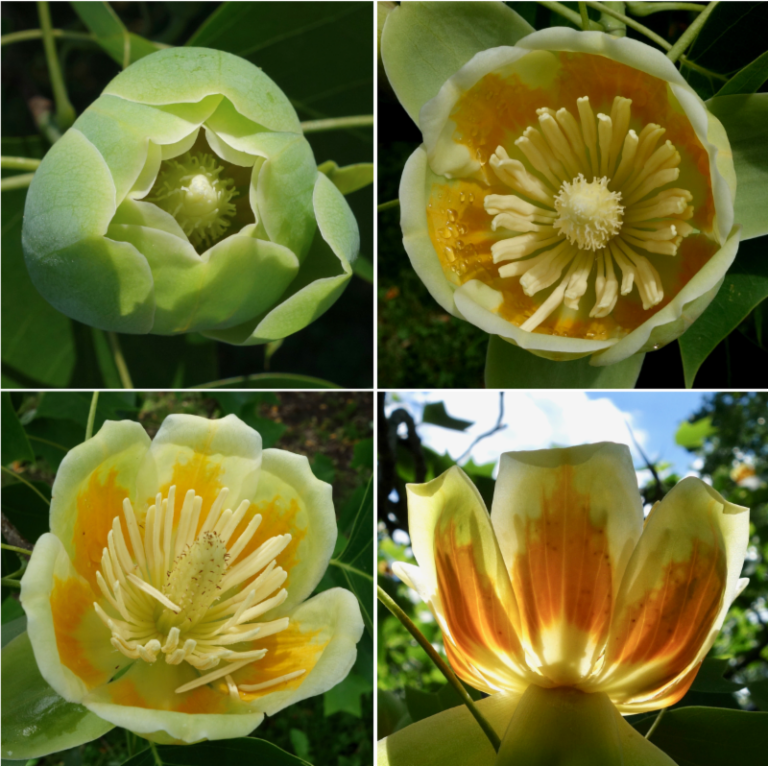 Family Reunion of Tulip Trees - Arnold Arboretum | Arnold Arboretum