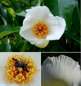 Franklinia: First Flower - Arnold Arboretum