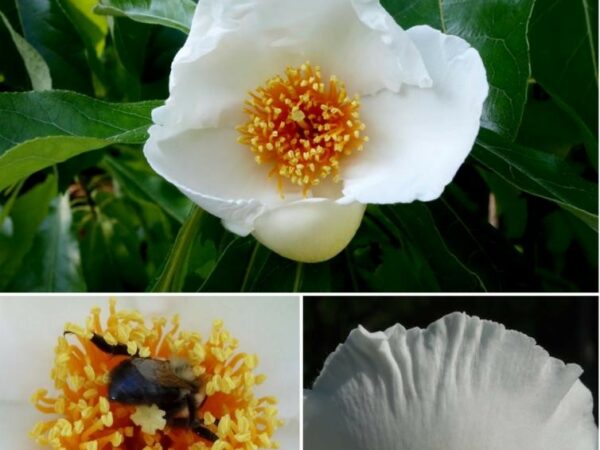 Franklinia: First Flower - Arnold Arboretum | Arnold Arboretum
