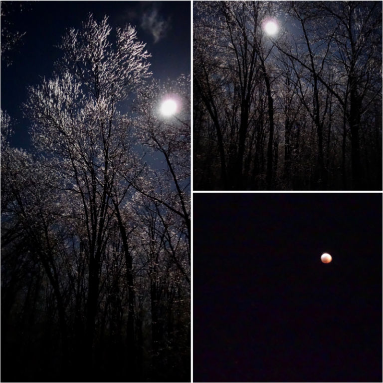 Full Moon, Clear Sky, Trees, Ice, Lunar Eclipse - Arnold Arboretum