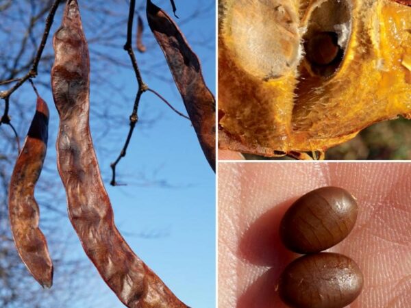 Gleditsia in the Arboretum - Arnold Arboretum | Arnold Arboretum