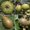 How the Pear Got Its Spots - Arnold Arboretum | Arnold Arboretum