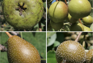 How the Pear Got Its Spots - Arnold Arboretum | Arnold Arboretum