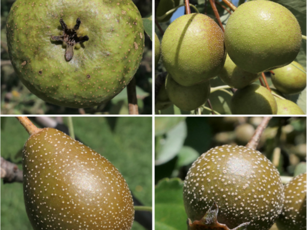 How the Pear Got Its Spots - Arnold Arboretum | Arnold Arboretum