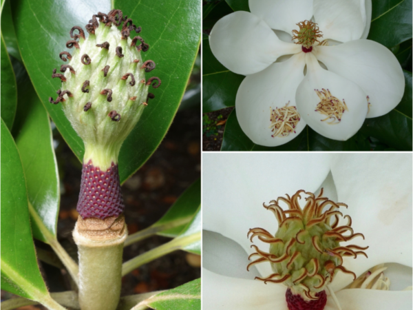 Magnolia Flowers Fall Apart Beautifully - Arnold Arboretum | Arnold ...