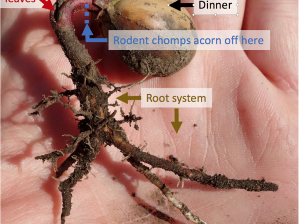 Mountain Chestnut Oaks Outsmart Squirrels! - Arnold Arboretum | Arnold ...