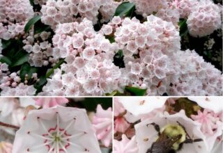Mountain Laurels Fling Pollen! - Arnold Arboretum | Arnold Arboretum