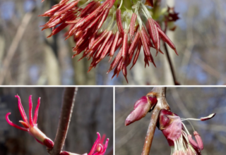 Petal-less Flowers - Arnold Arboretum | Arnold Arboretum