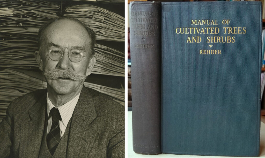 Mapping an “Indeterminable Quantity” - Arnold Arboretum | Arnold Arboretum