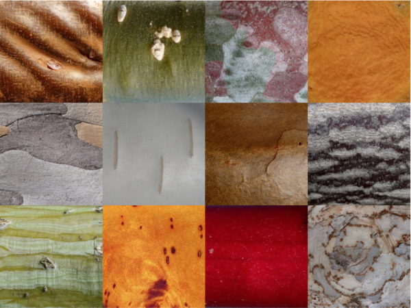 Smooth and Colorful Bark - Arnold Arboretum | Arnold Arboretum
