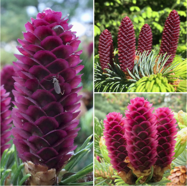 Spring Cone Colors at Peak - Arnold Arboretum | Arnold Arboretum