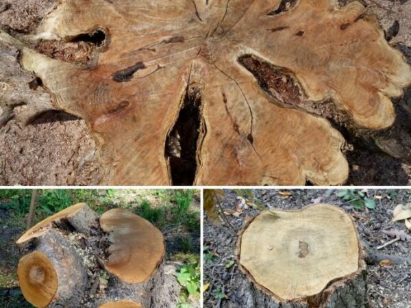 Stump Speech - Arnold Arboretum | Arnold Arboretum