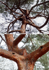 A Tangled Tree - Arnold Arboretum | Arnold Arboretum