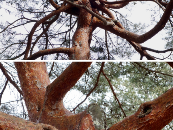 A Tangled Tree - Arnold Arboretum | Arnold Arboretum
