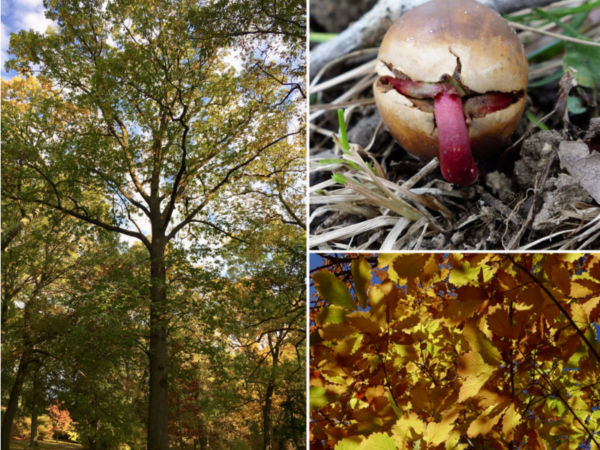 Why Do White Oak Species Germinate in Fall? - Arnold Arboretum | Arnold ...
