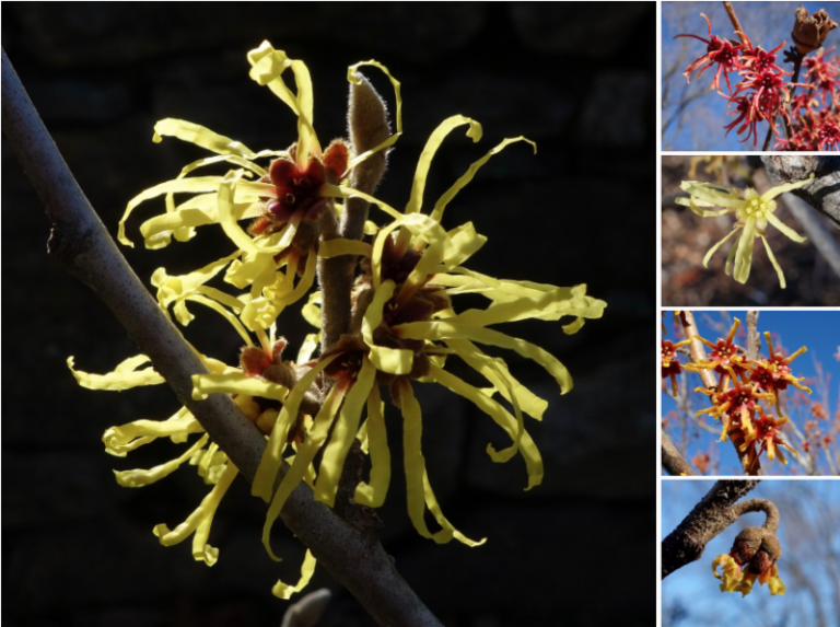Witch-hazels in Bloom! - Arnold Arboretum