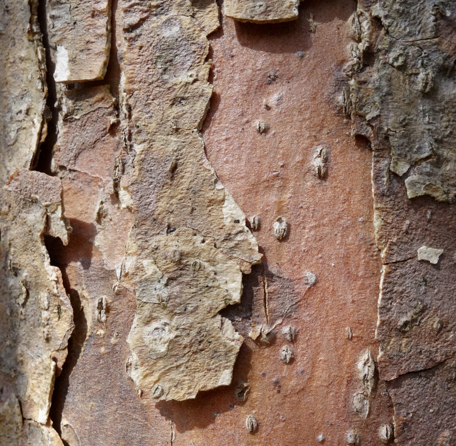 Dove Tree - Arnold Arboretum