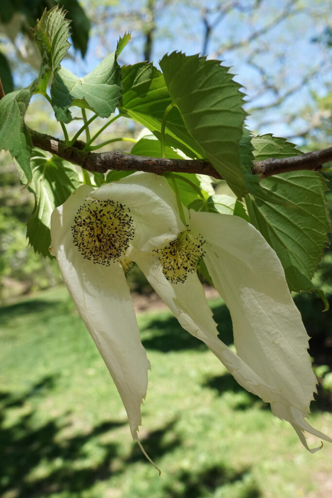 Dove Tree - Arnold Arboretum