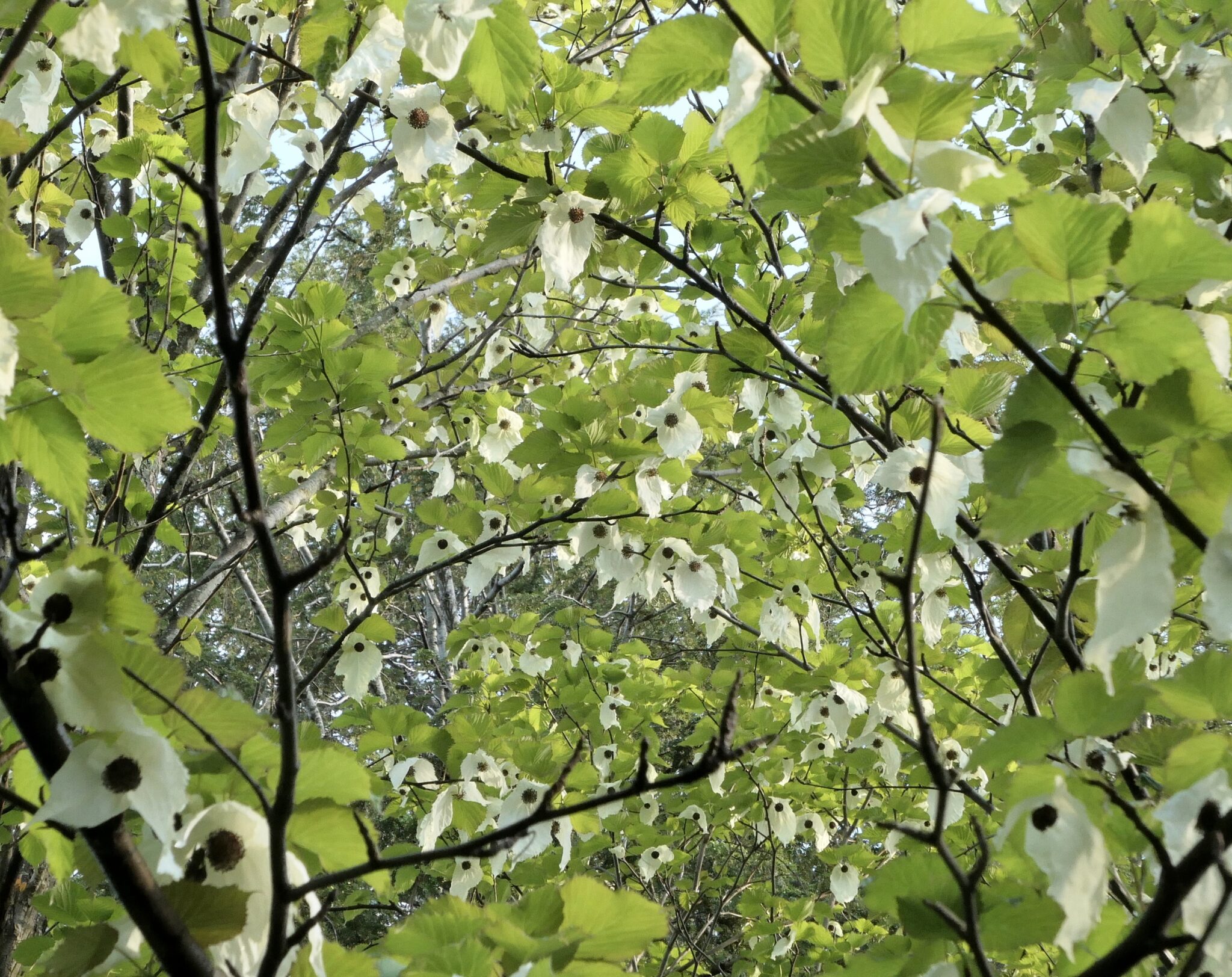 Dove Tree - Arnold Arboretum