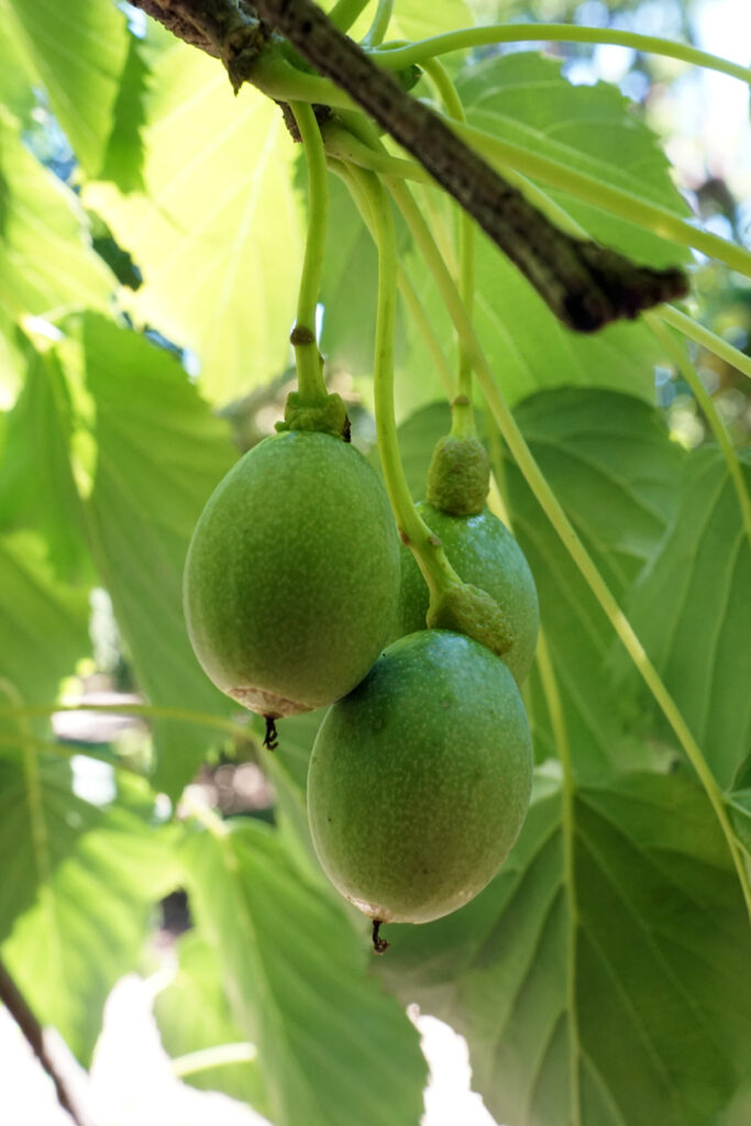 Dove Tree - Arnold Arboretum