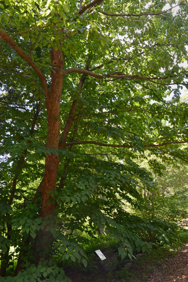 Dove Tree - Arnold Arboretum