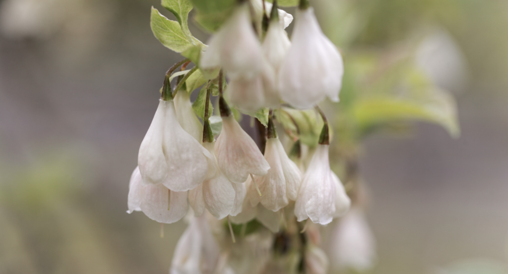 Family Activities | Arnold Arboretum