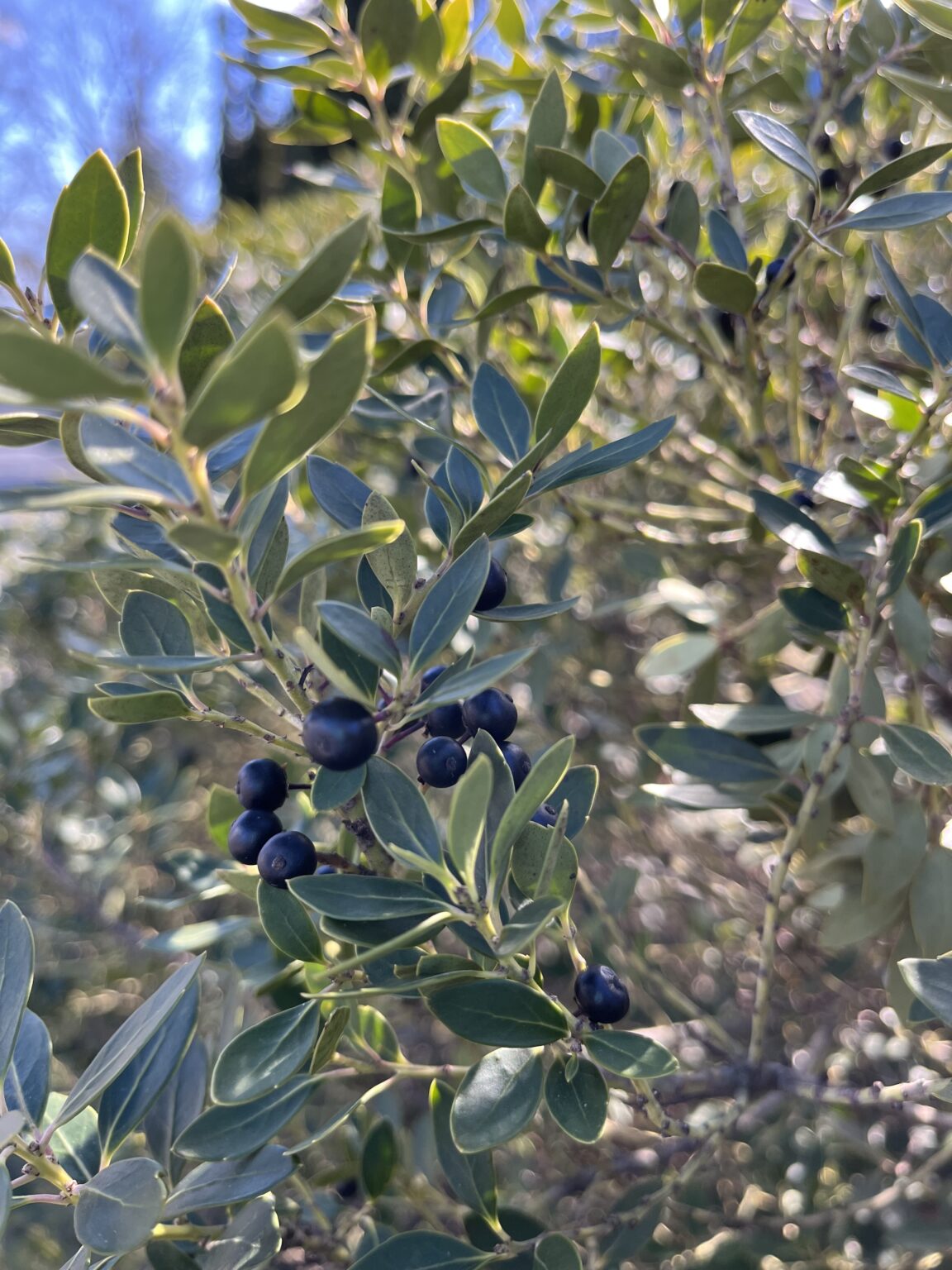 Forever Emerald™ Inkberry - Arnold Arboretum