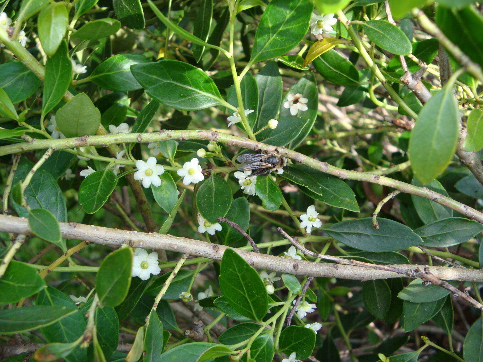 Arnold Selects - Arnold Arboretum