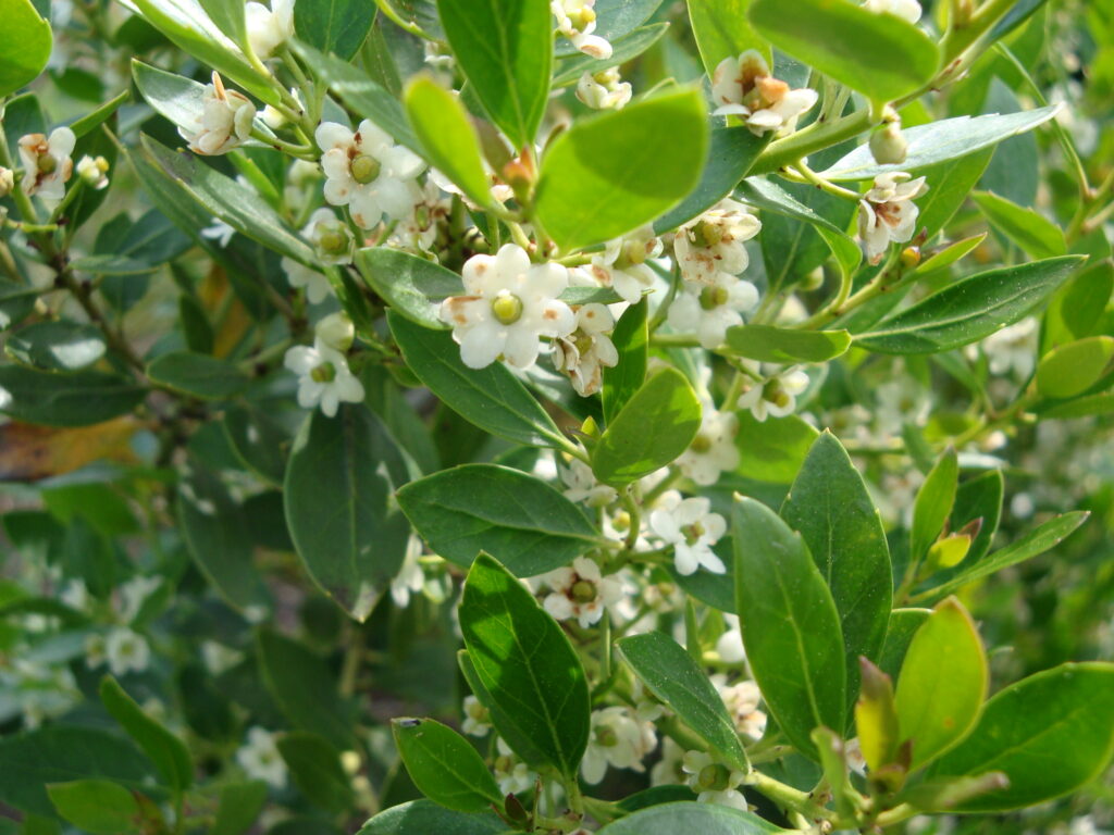 Forever Emerald™ Inkberry - Arnold Arboretum