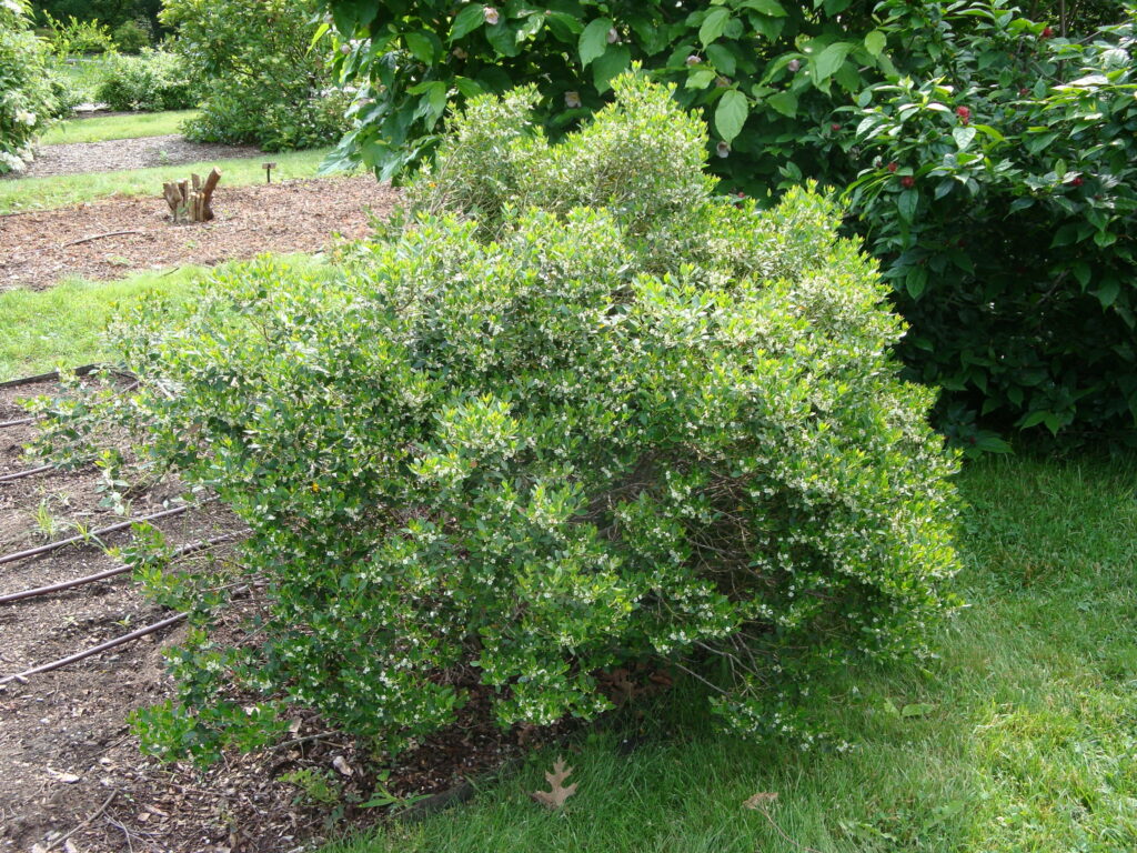 Forever Emerald™ Inkberry - Arnold Arboretum