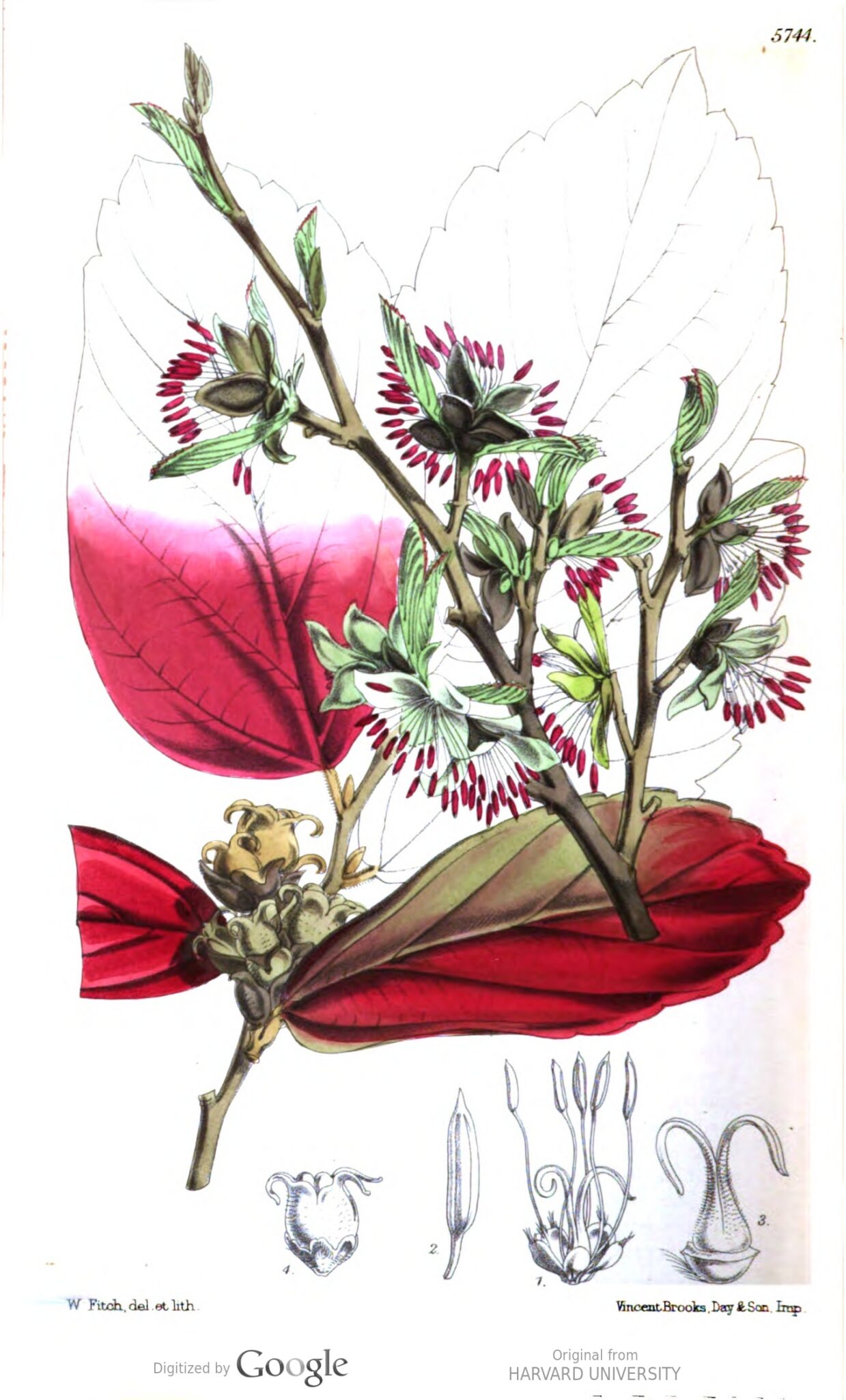 Persian Ironwood - Arnold Arboretum