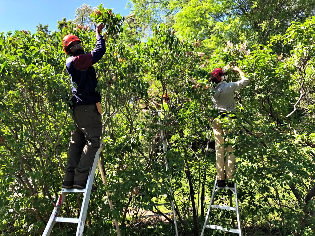 Deadheading Lilacs - Arnold Arboretum