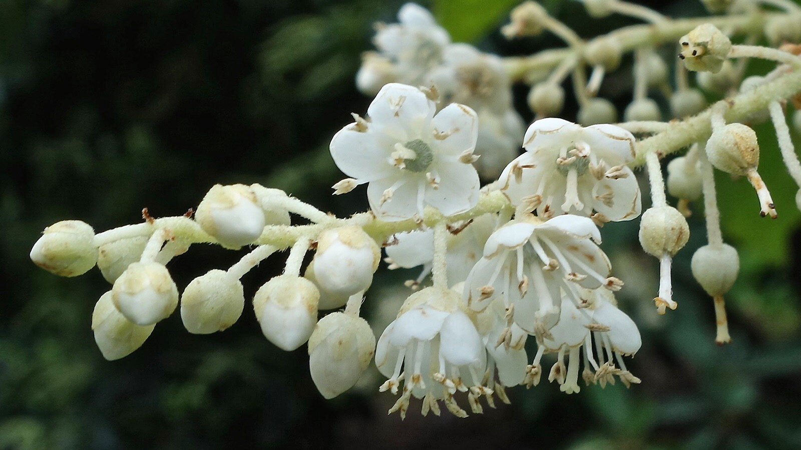 The Arnold Arboretum of Harvard University | Arnold Arboretum