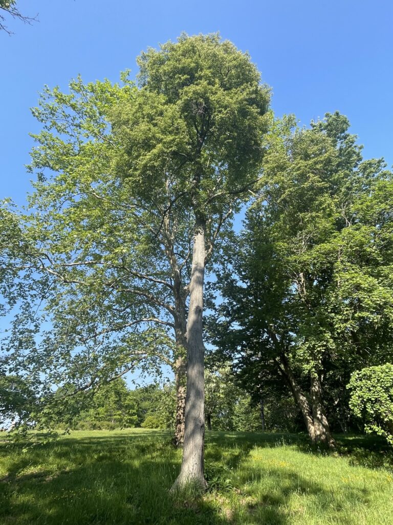 ‘Swedish Upright’ Littleleaf Linden - Arnold Arboretum
