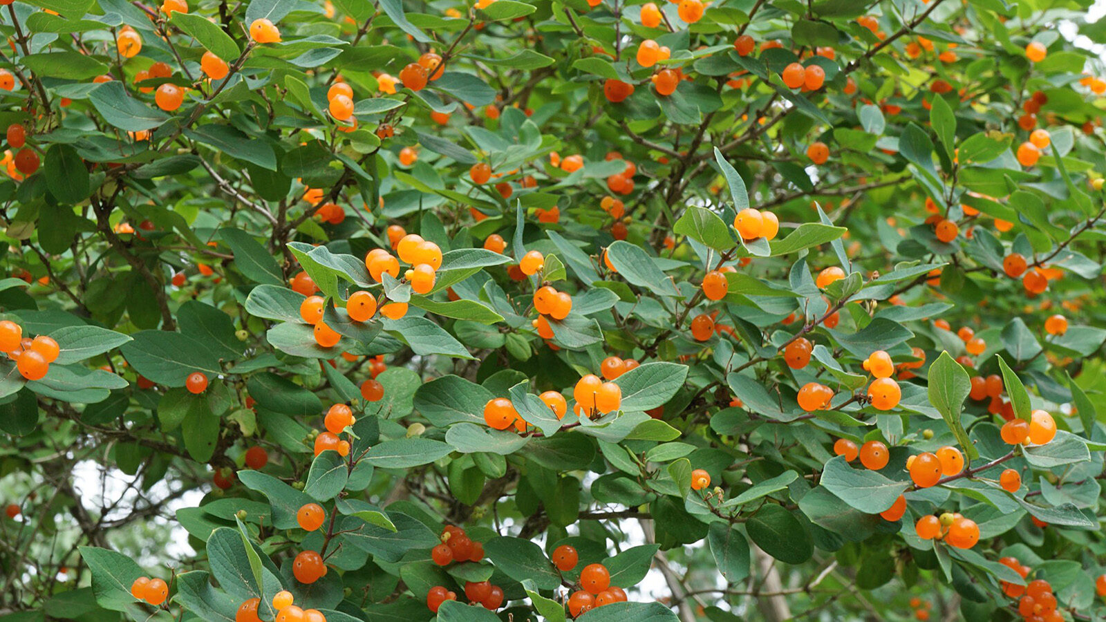 The Arnold Arboretum of Harvard University | Arnold Arboretum