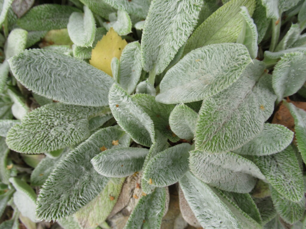 Lamb's Ear - Arnold Arboretum