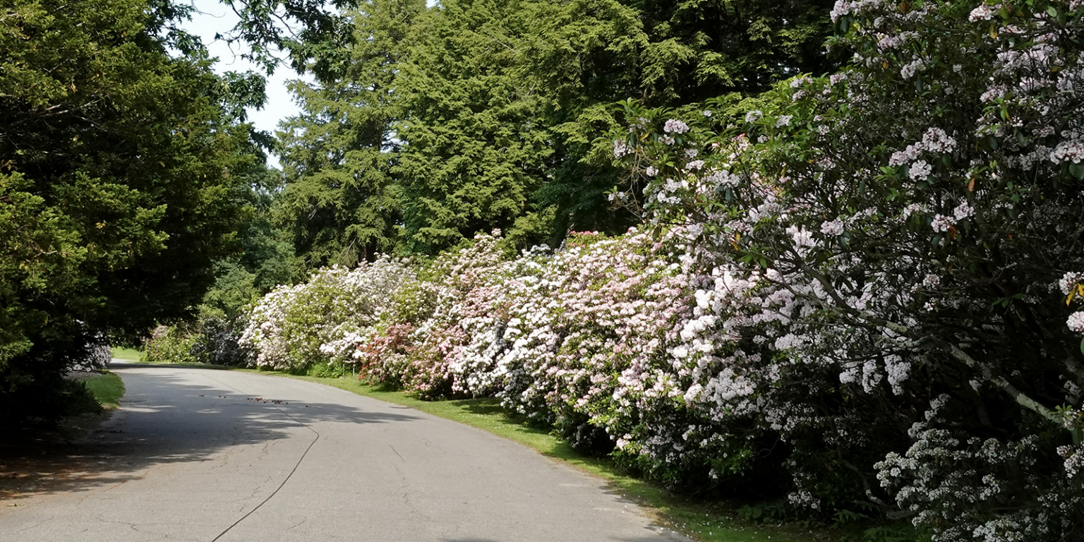 Eye Candy at the Arnold Arboretum! - Arnold Arboretum | Arnold Arboretum