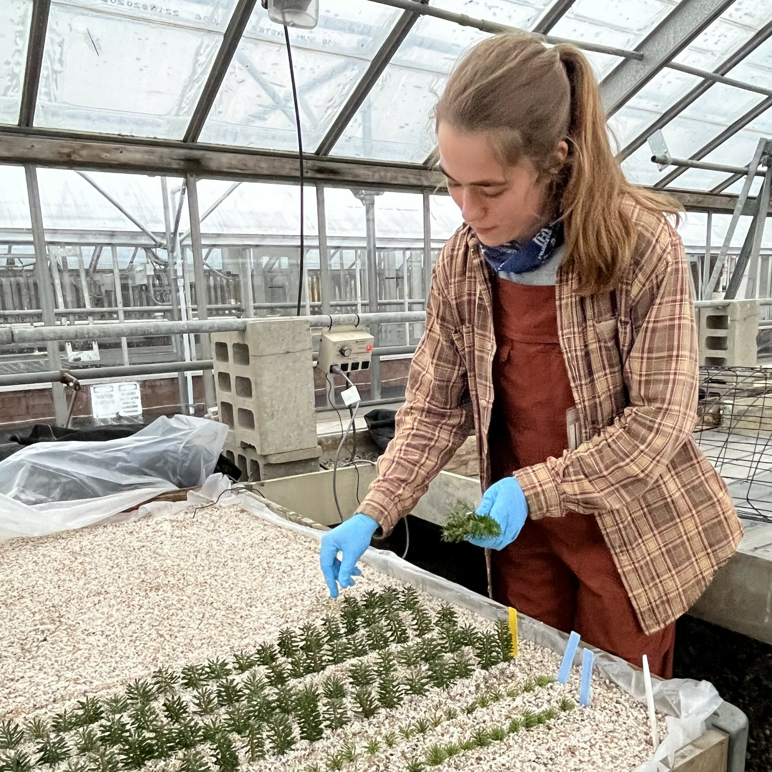 The Arnold Arboretum of Harvard University | Arnold Arboretum