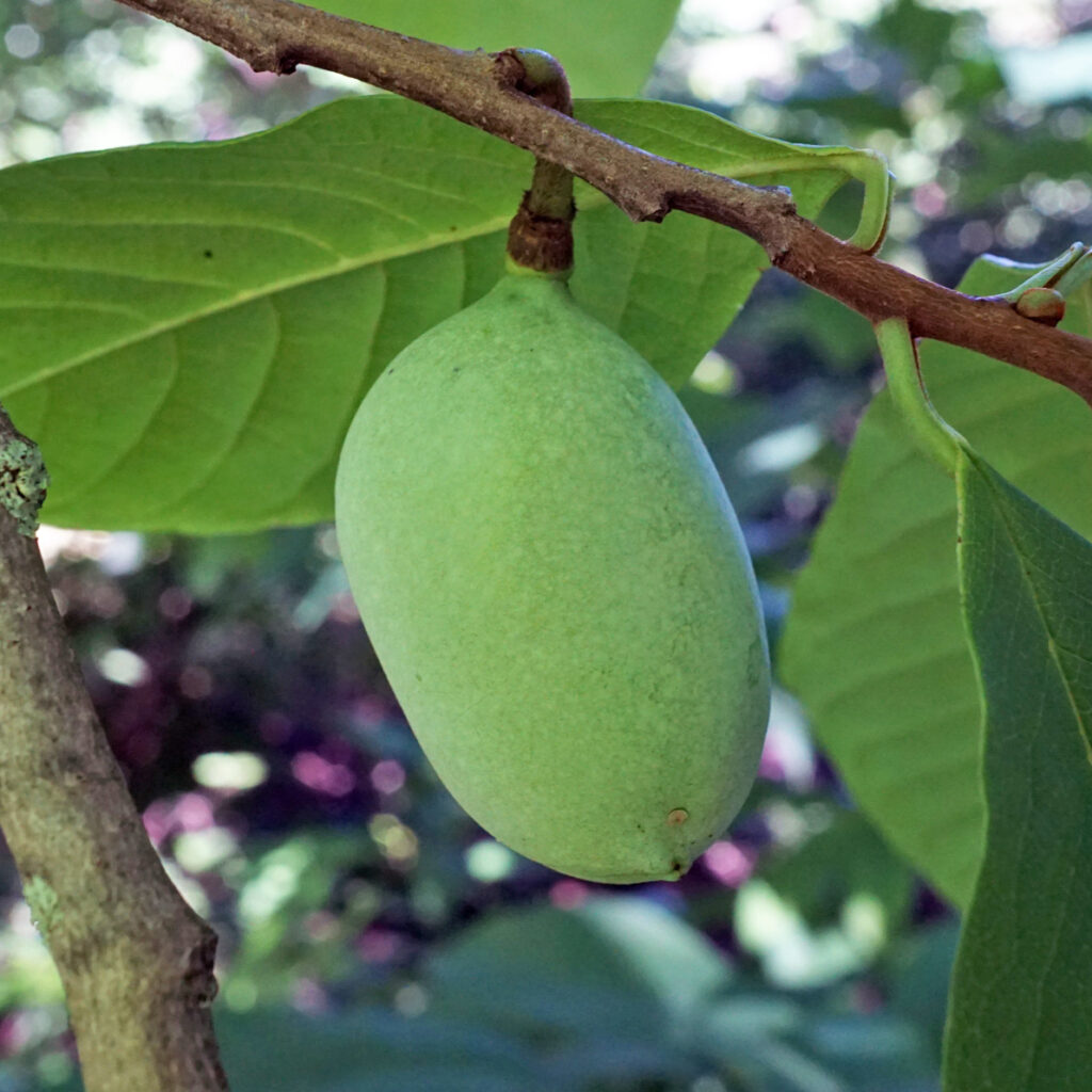 What About Paw Paw? - Arnold Arboretum