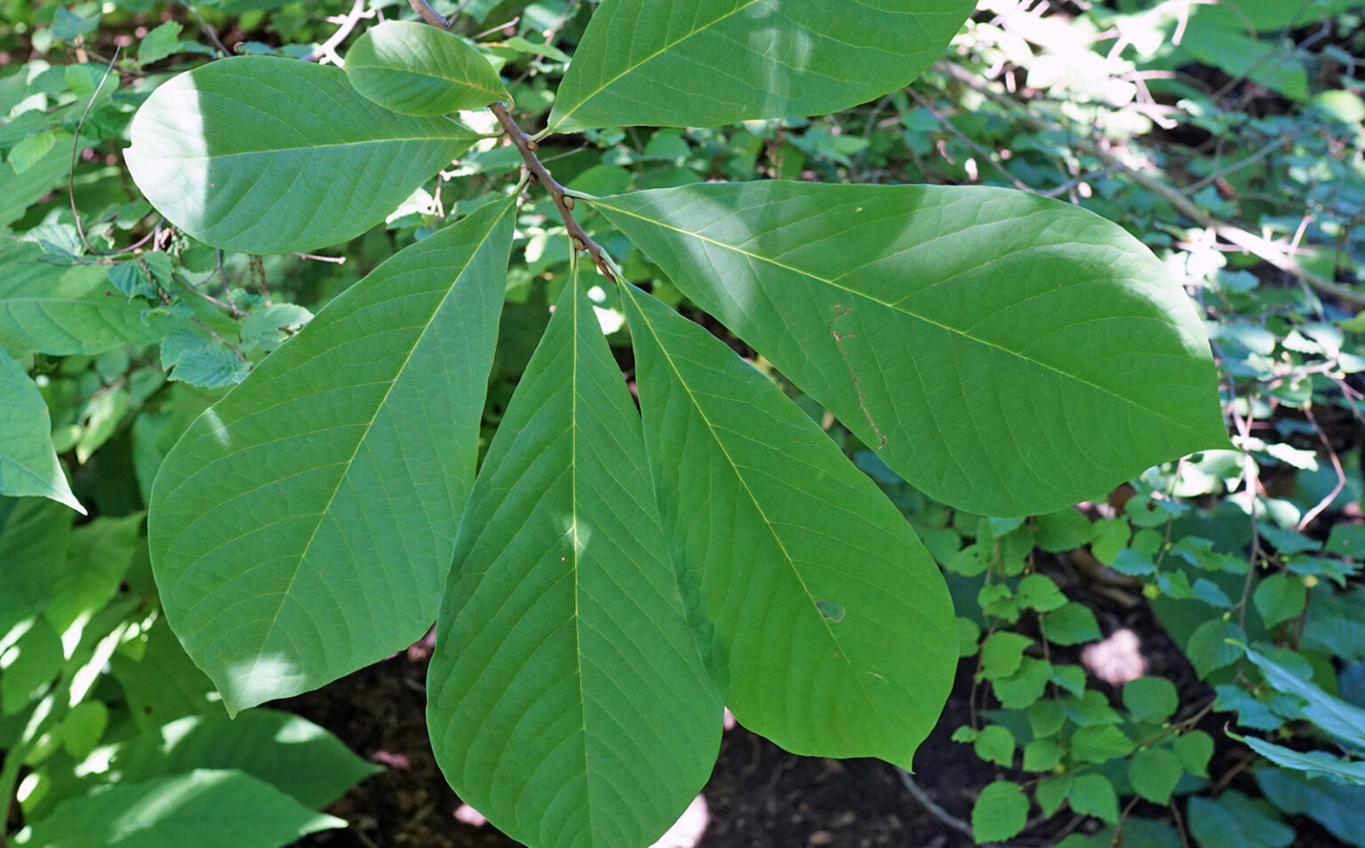 What About Paw Paw? - Arnold Arboretum