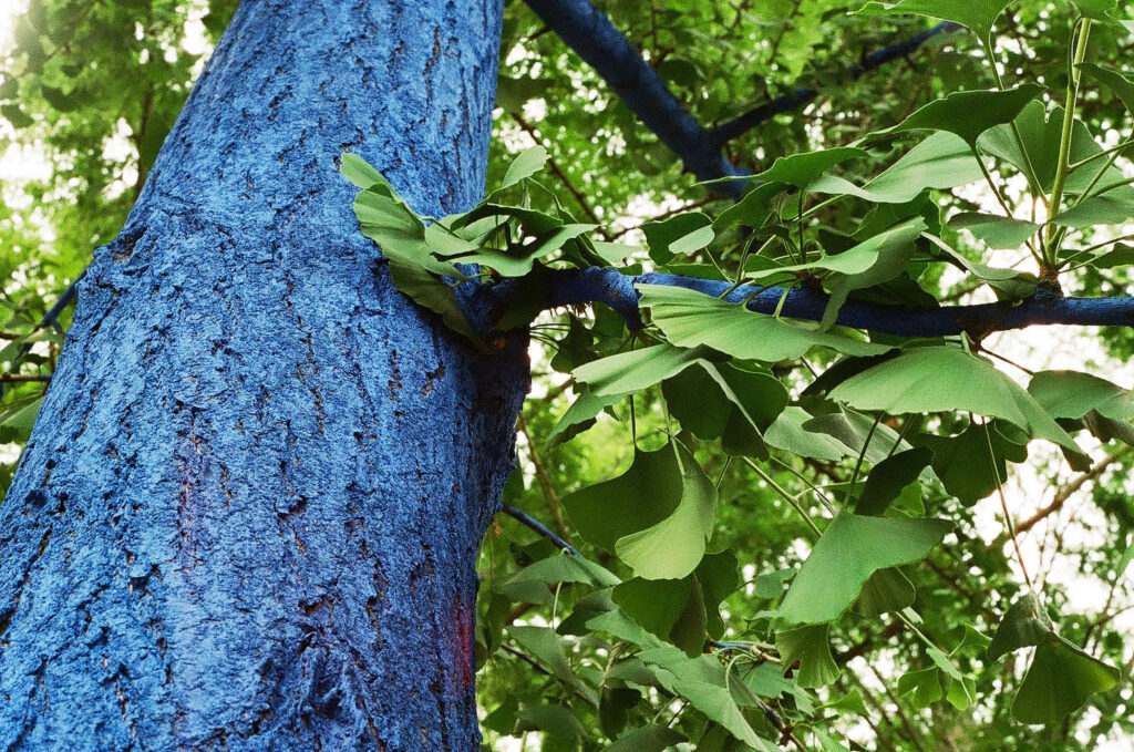 The Blue Trees - Arnold Arboretum