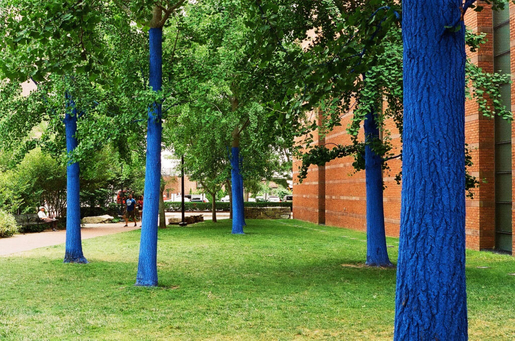 The Blue Trees - Arnold Arboretum