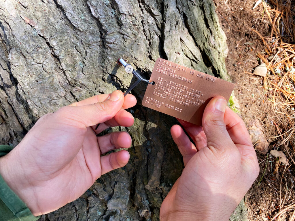 Records Label Creation and Deployment - Arnold Arboretum