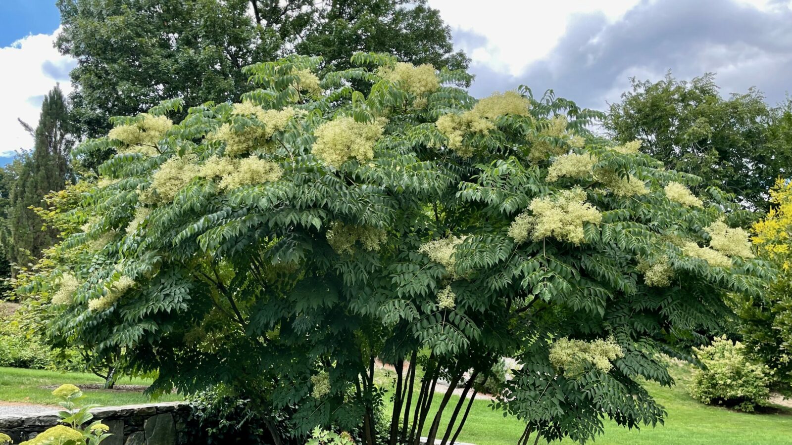 The Arnold Arboretum of Harvard University | Arnold Arboretum